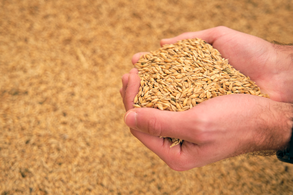Feed Barley - Safe Salt Supply